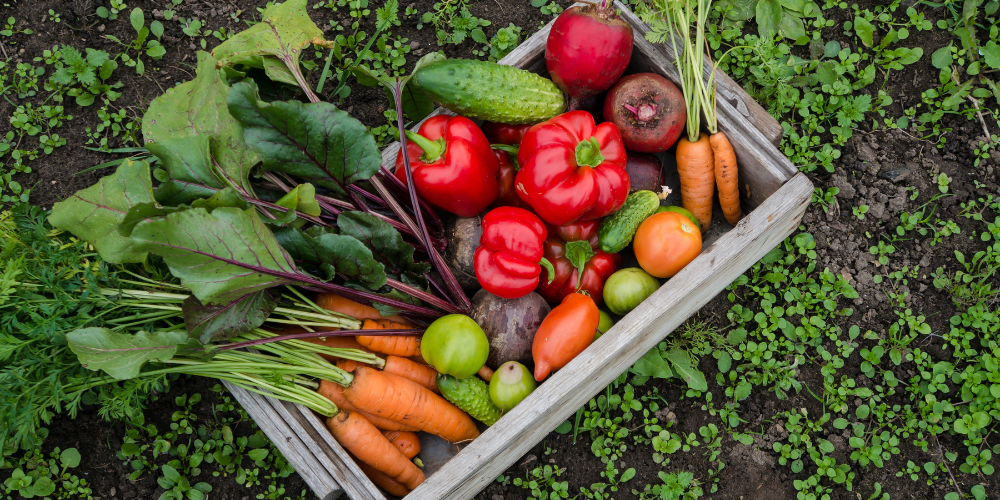 Food security benefits for vulnerable groups revealed